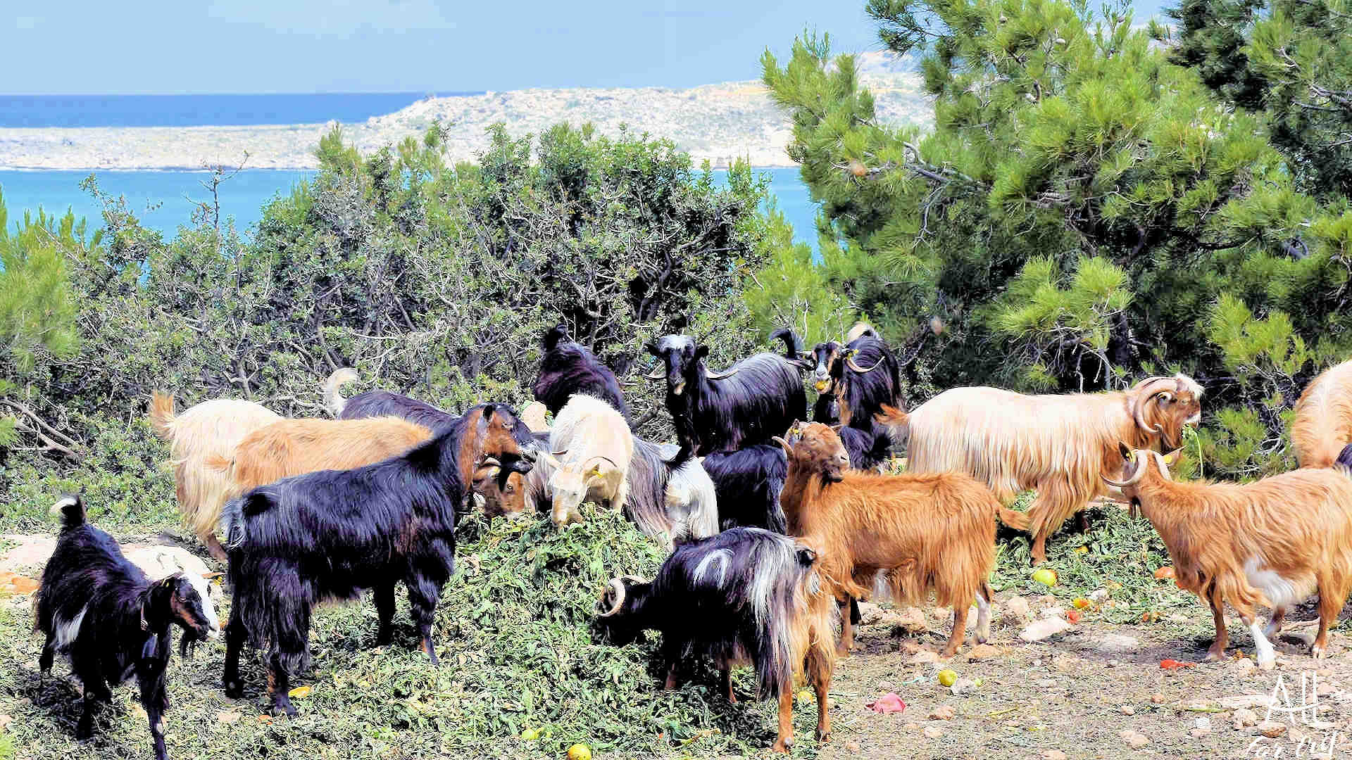 Flora and fauna - AllForTrip