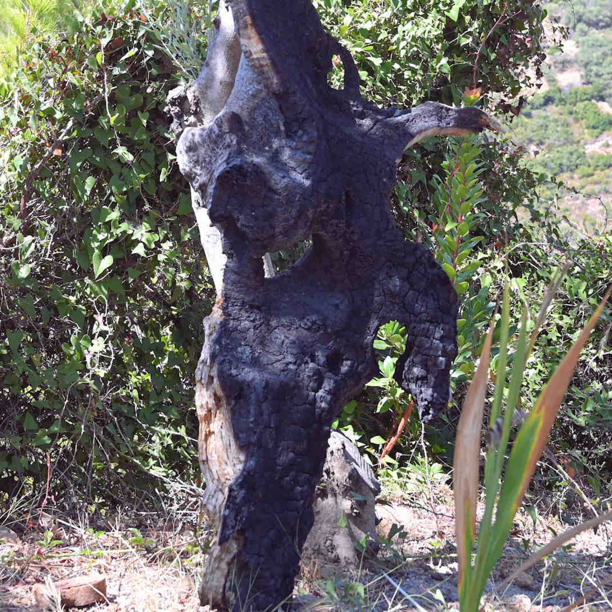 Botanical Park & Gardens Of Crete - AllForTrip