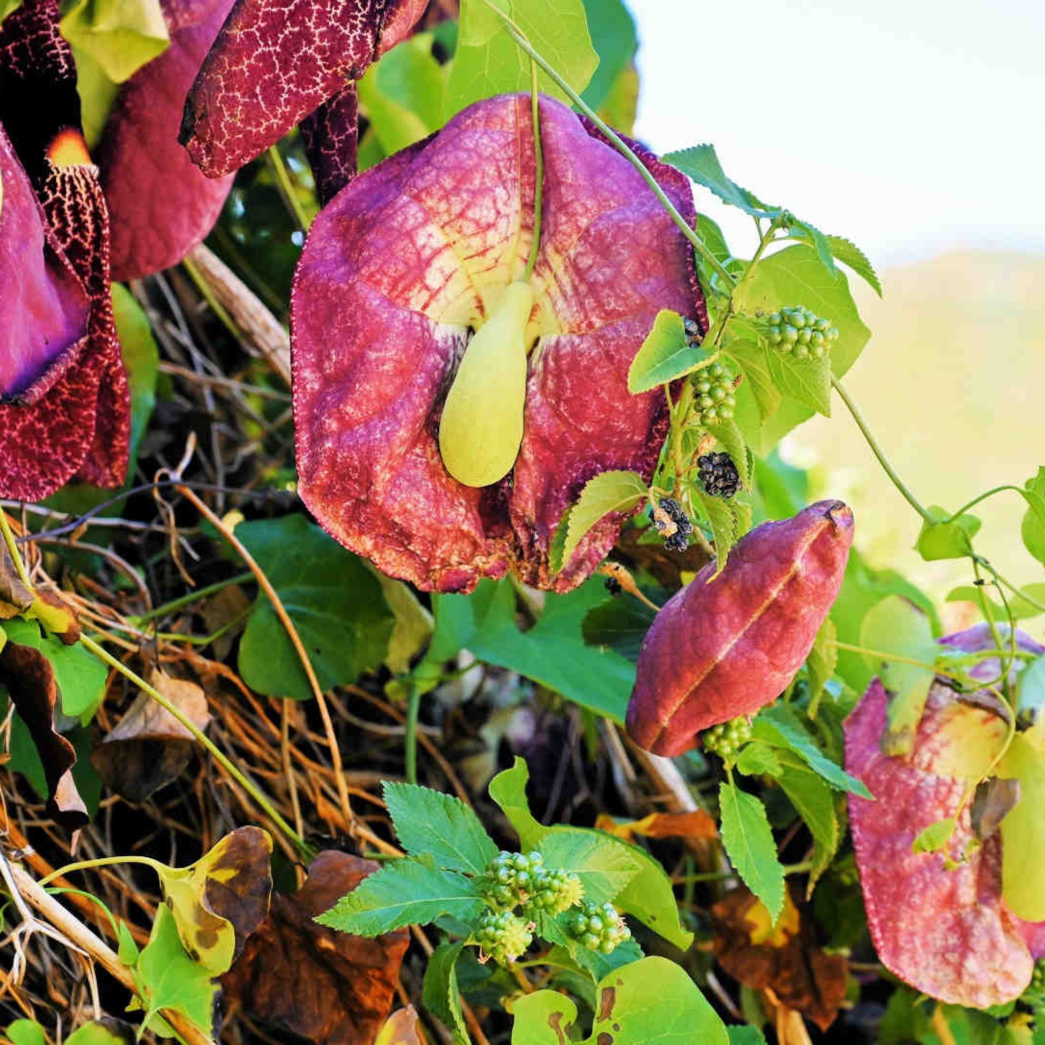 Botanical Park & Gardens Of Crete - AllForTrip