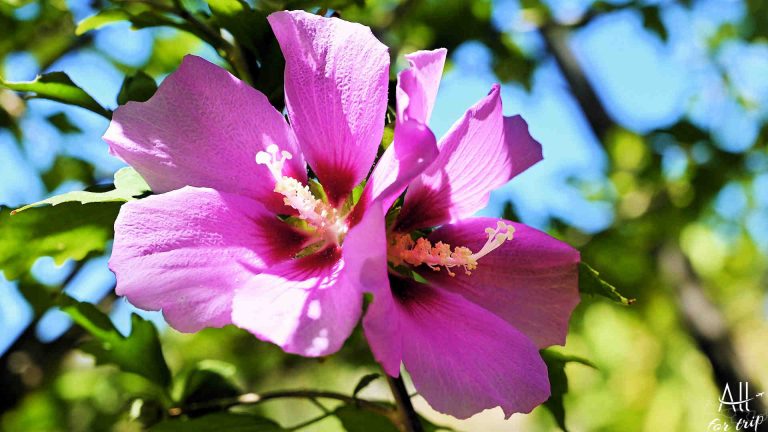 Botanical Park & Gardens Of Crete - AllForTrip