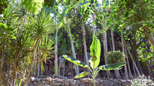 Botanical Park & Gardens Of Crete – AllForTrip